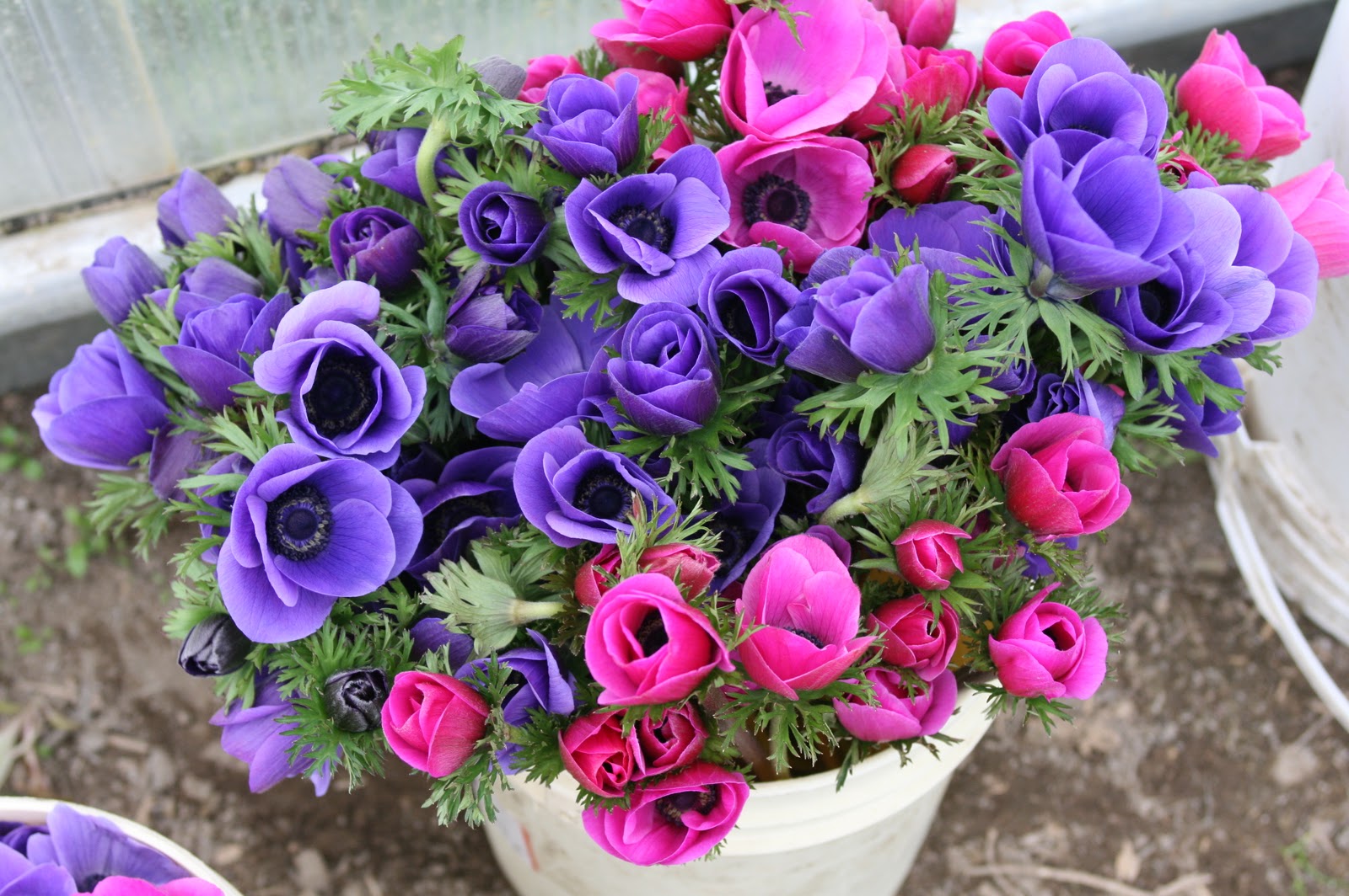 Sorting - Floret Flowers