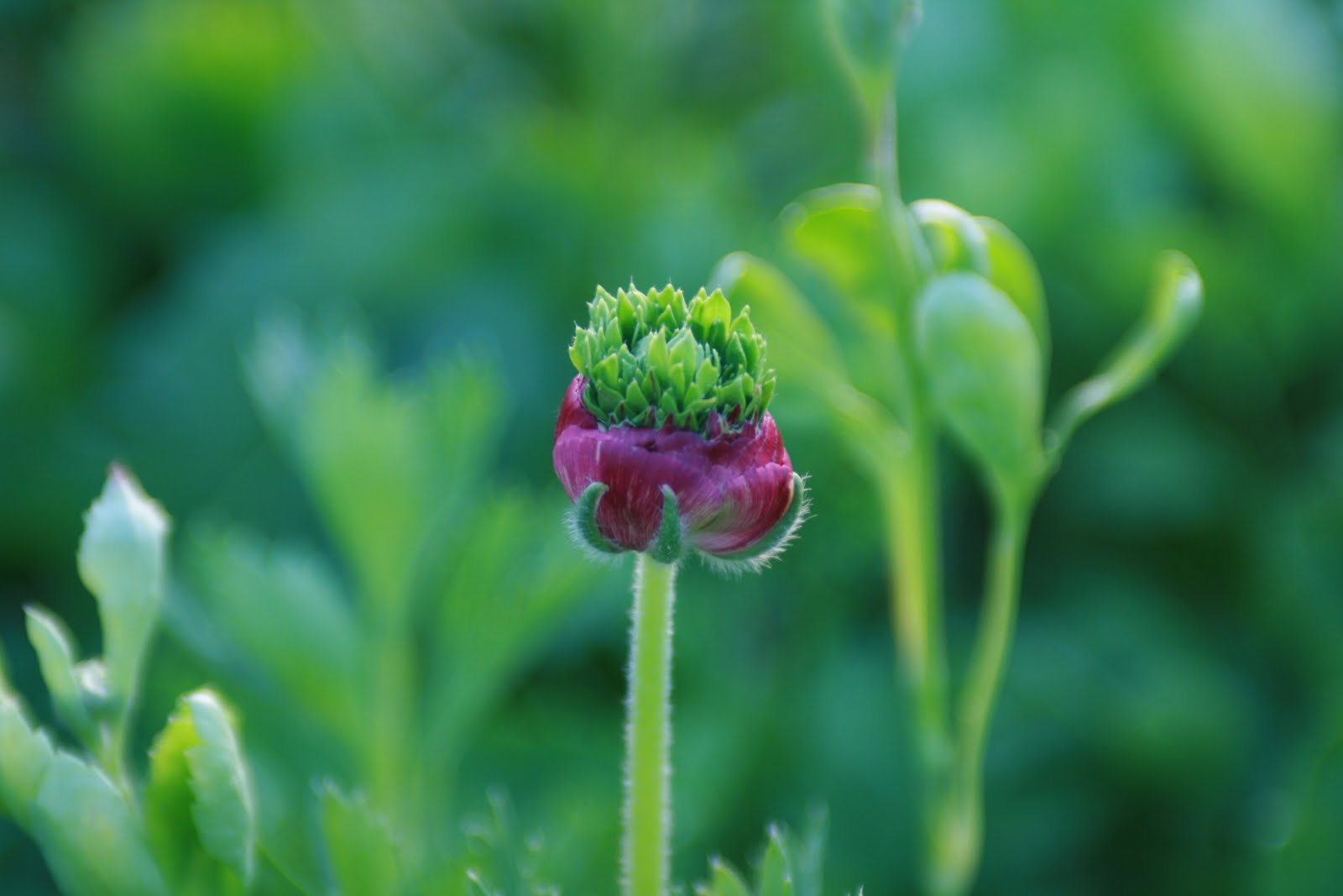 Super Green Ranunculus ! - Floret Flowers