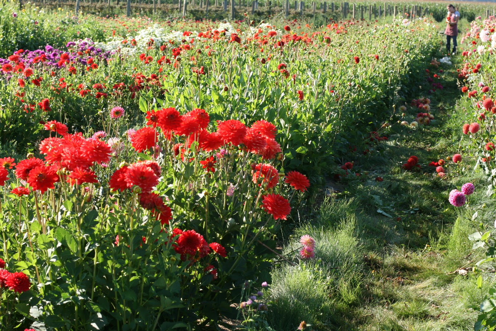 such a pretty week - Floret Flowers