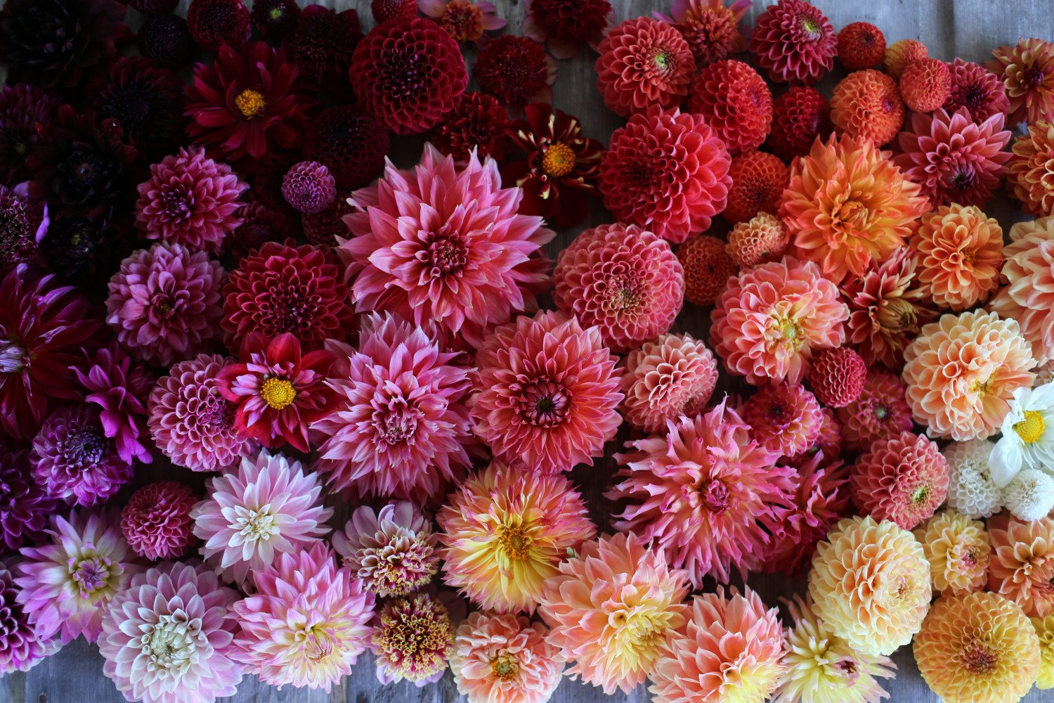 Announcing Floret's New Holiday collections - Floret Flowers