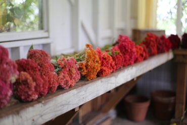 FLOWER FOCUS: Celosia - Floret Flowers