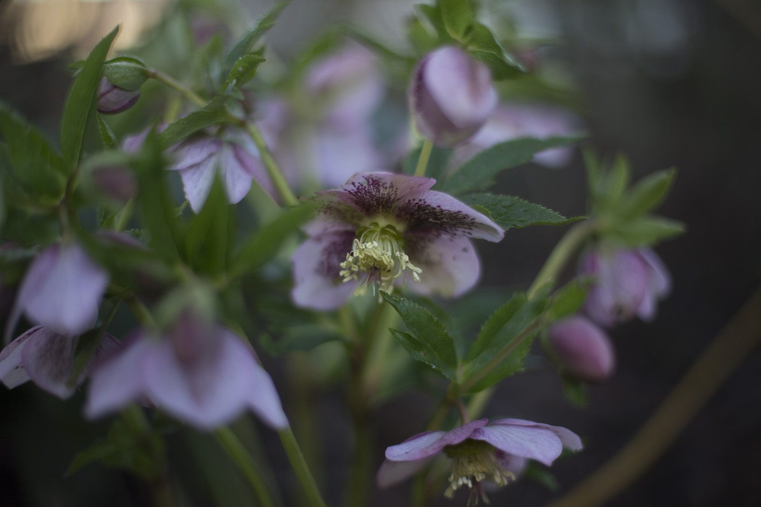 This Week on the Farm: Week 7 - Floret Flowers