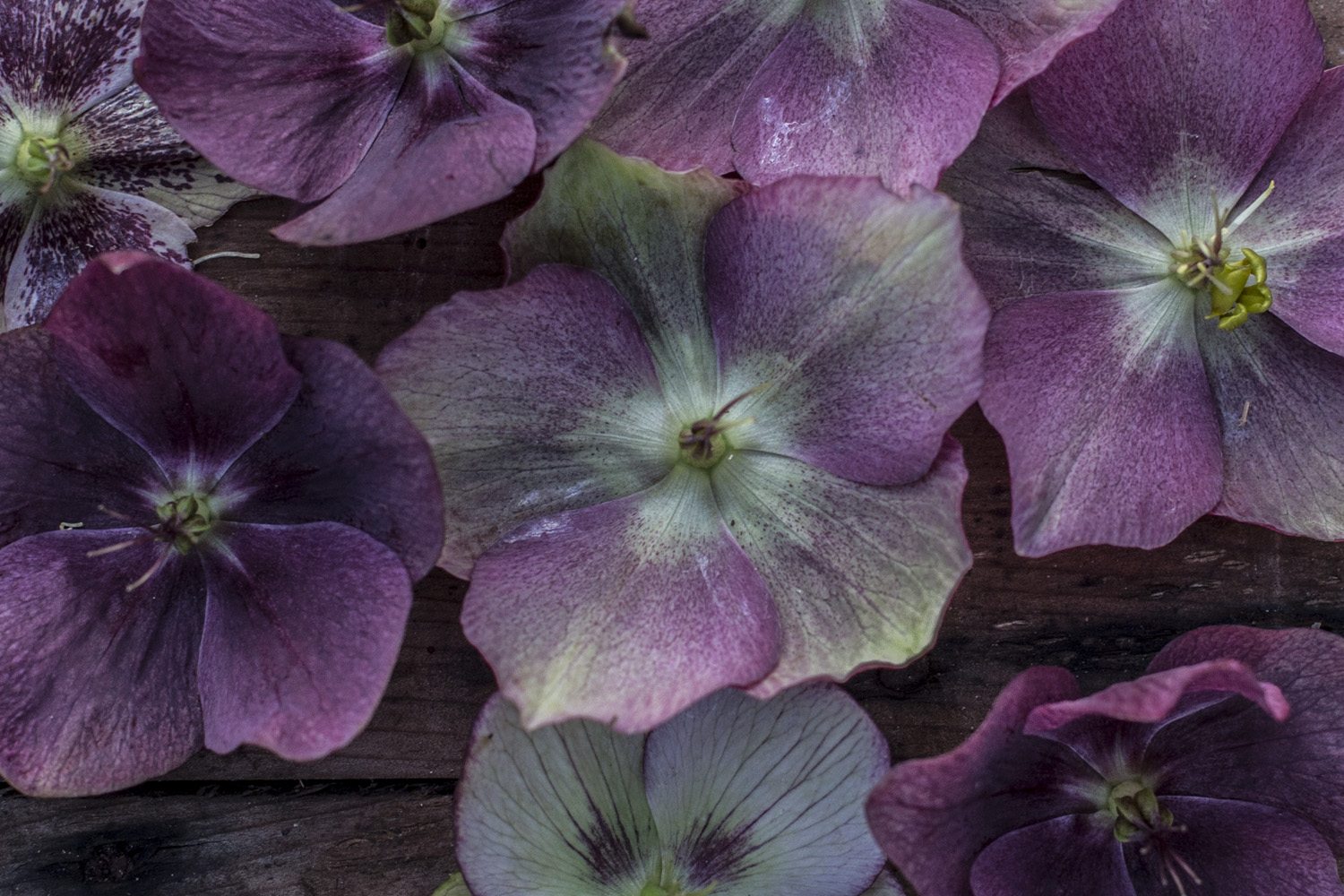 Say hello to hellebores - Floret Flowers