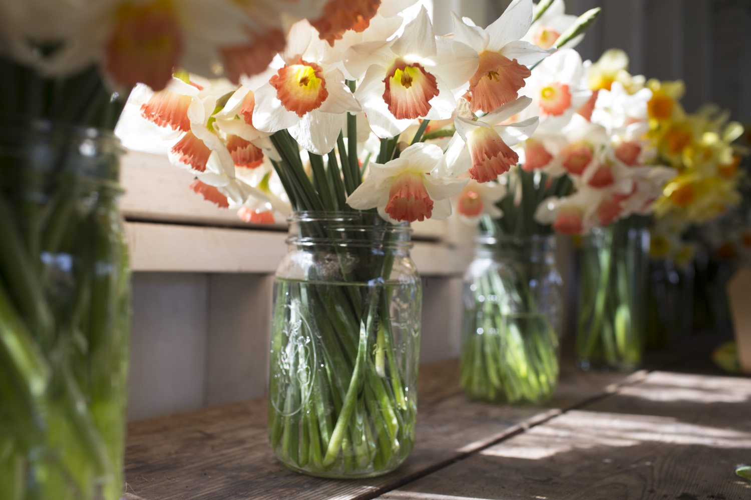 This Week on the Farm: Week 12 - Floret Flowers