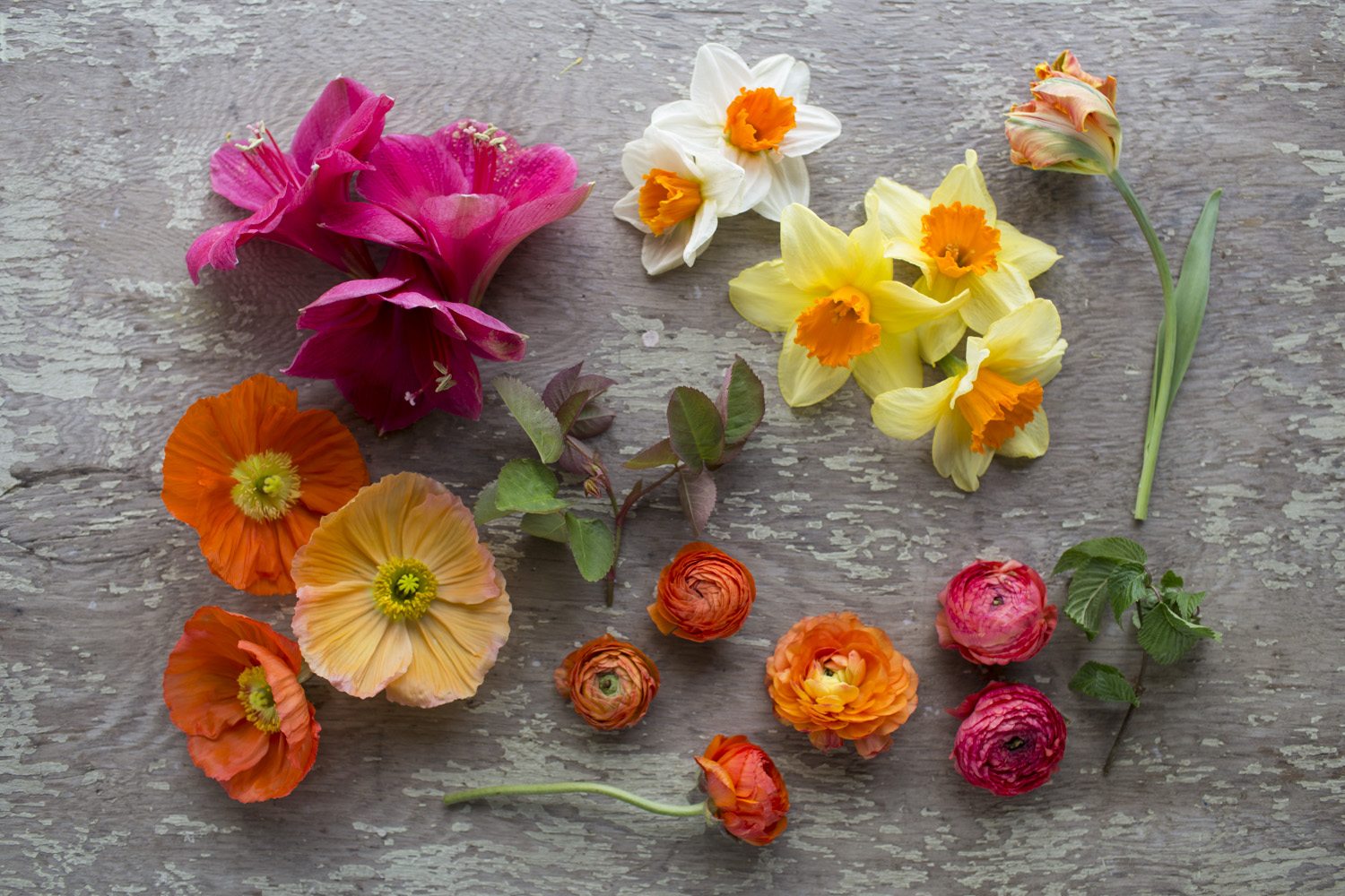 Announcing the 2015 Seasonal Flower Alliance - Floret Flowers