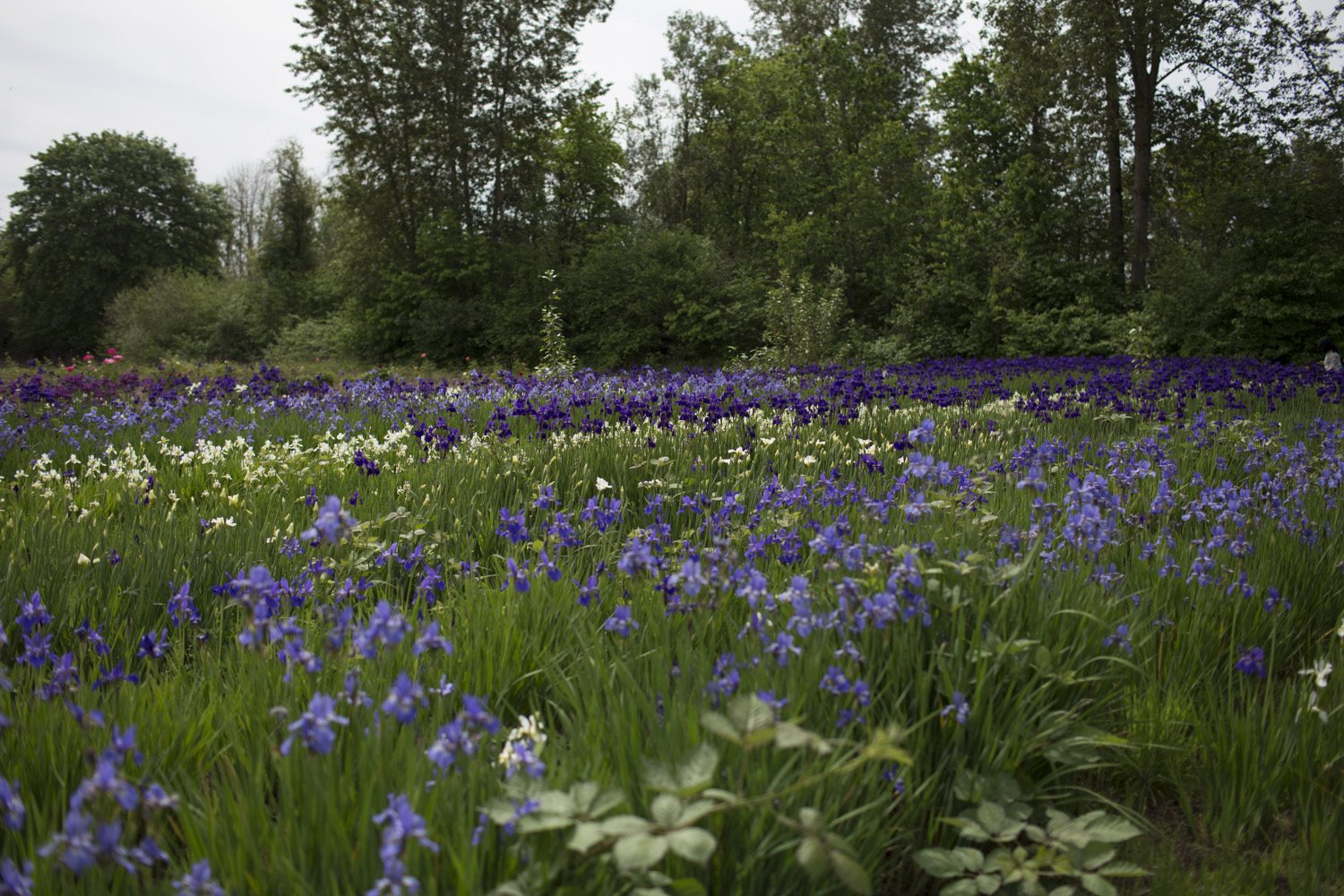 Oregon Flower Tour - Floret Flowers