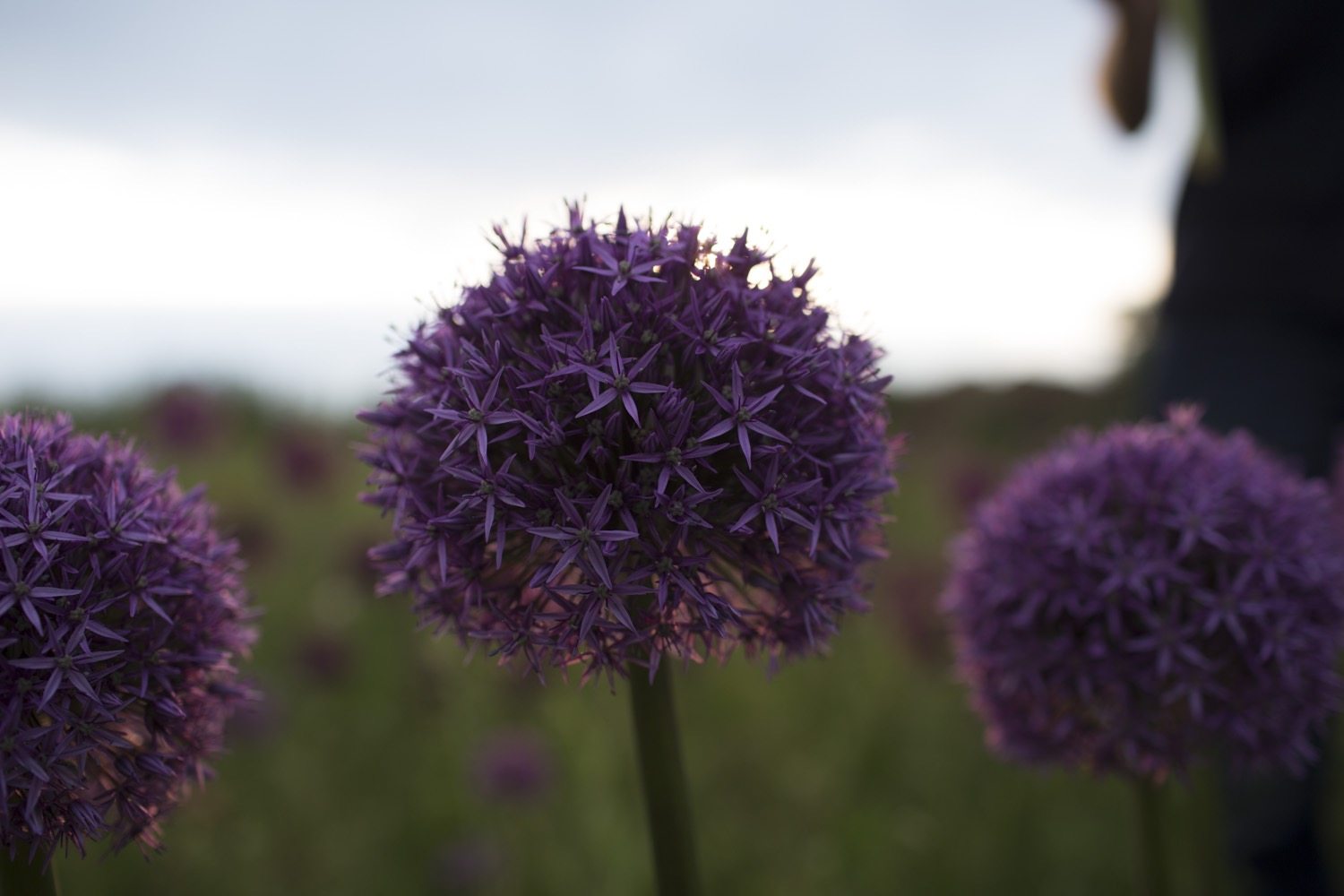 This Week on the Farm: Week 21 - Floret Flowers
