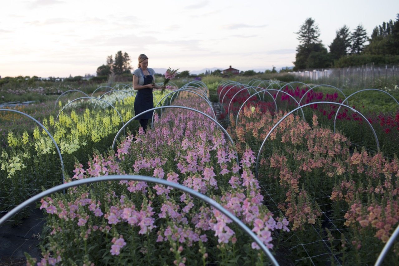 This Week On The Farm: Week 23 - Floret Flowers
