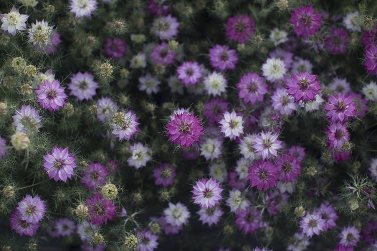 Why flower friends are the best - Floret Flowers