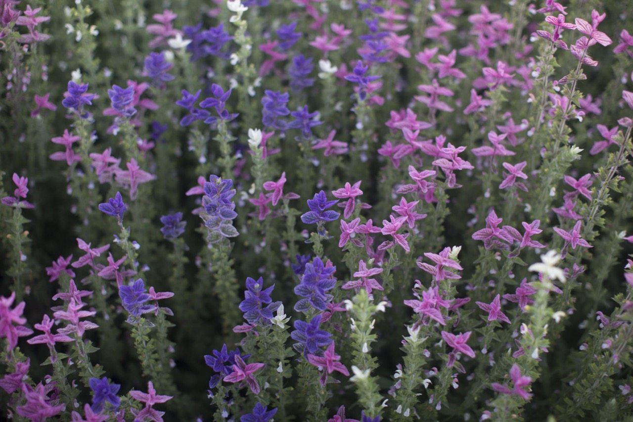 Why flower friends are the best - Floret Flowers