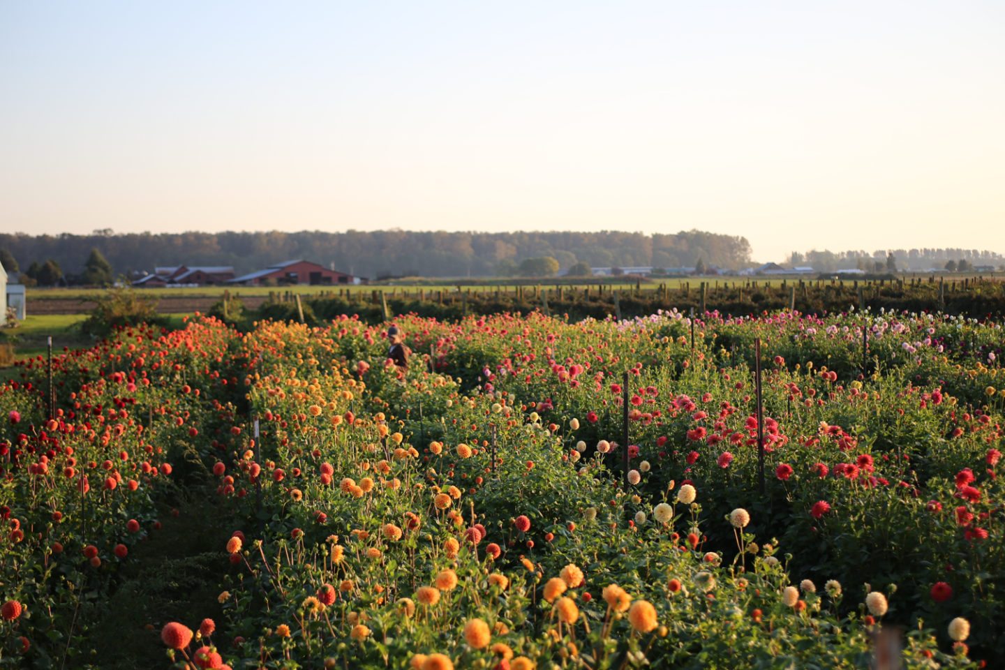 We bought a farm - Floret Flowers