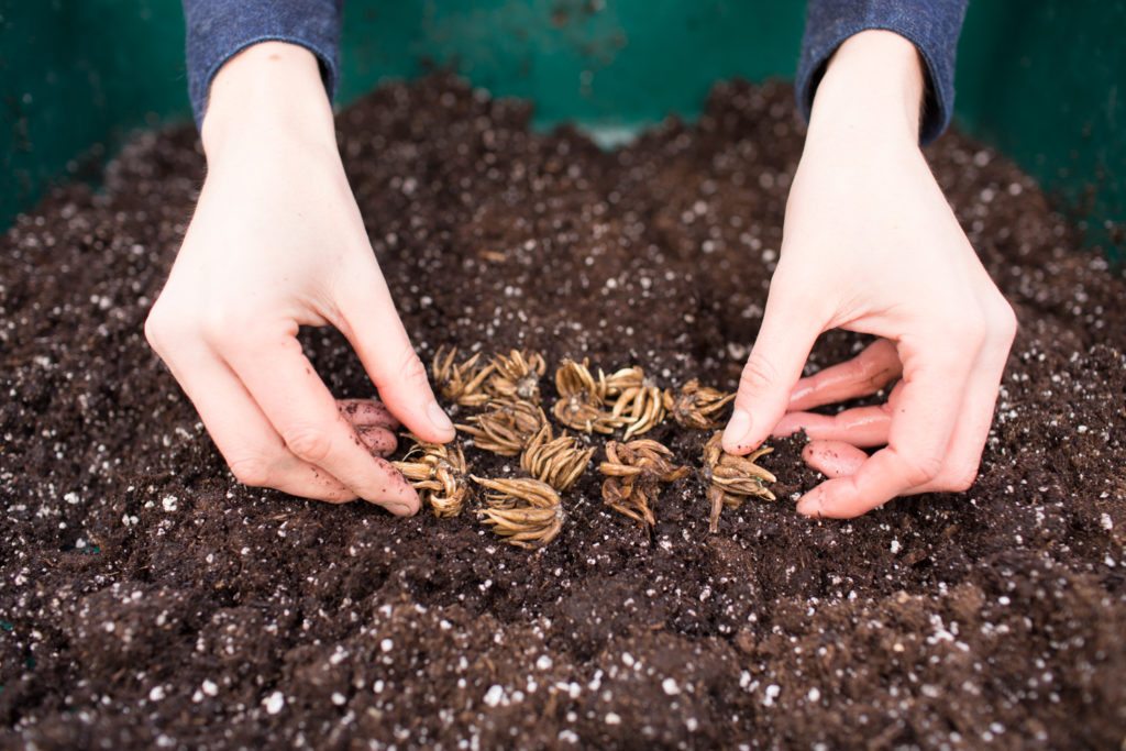 How to Grow Ranunculus - Floret Flowers