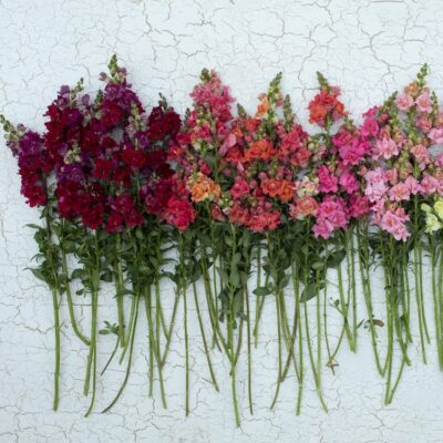 Dahlias - Floret Flowers