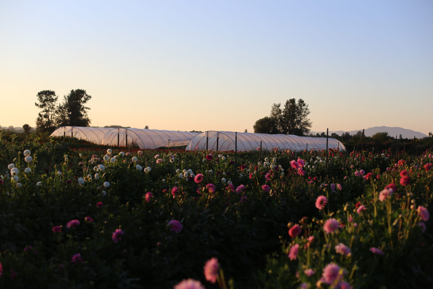 Season Extension - Floret Flowers