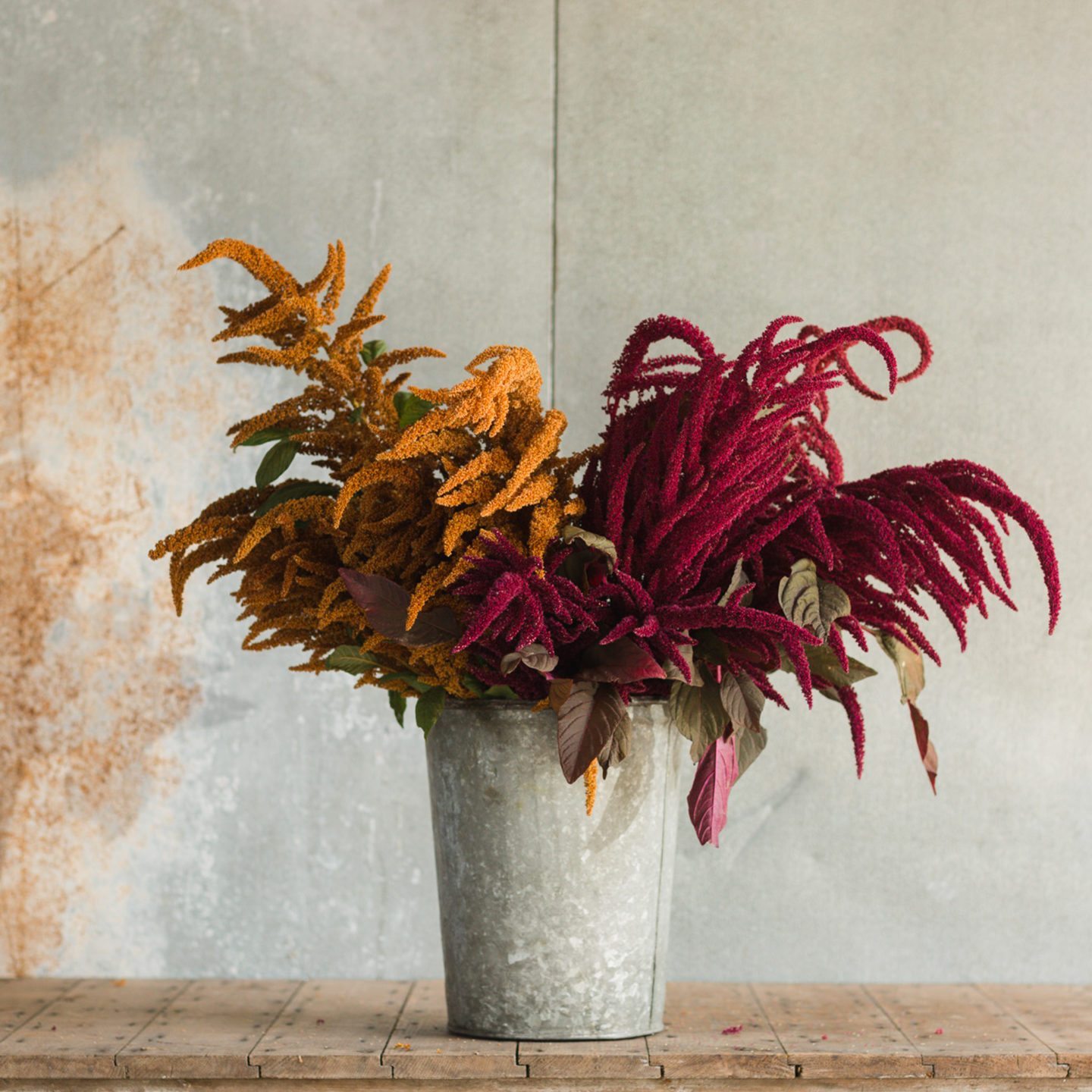 5 Flowers to Sow and Grow Now - Floret Flowers