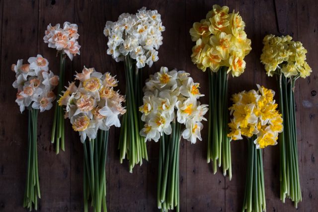 How to Grow Specialty Narcissus - Floret Flowers
