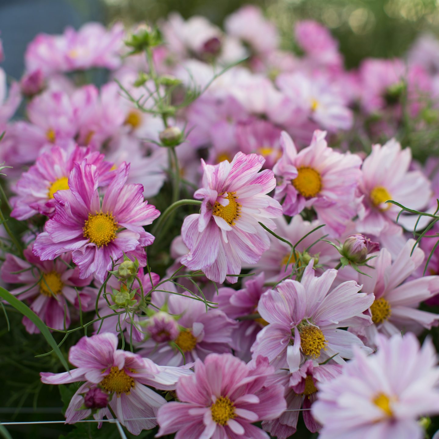 5 Flowers to Sow and Grow Now - Floret Flowers