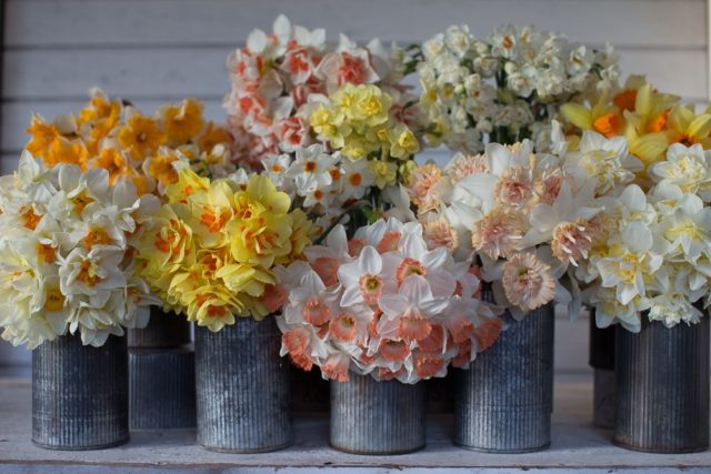 How to Grow Specialty Narcissus - Floret Flowers