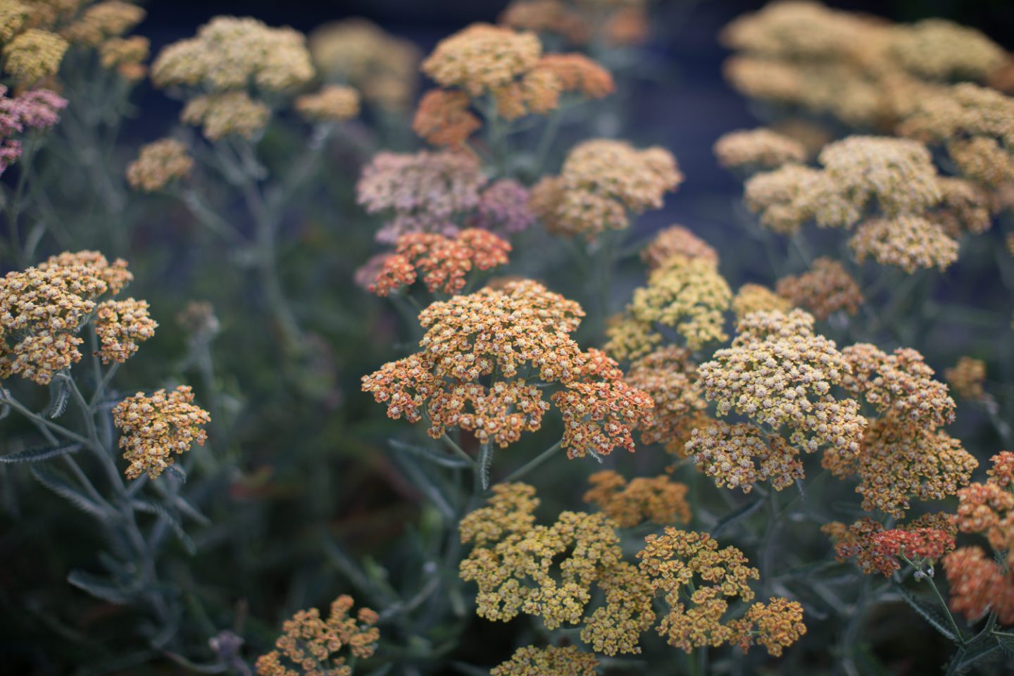 2017 Floret Workshop Scholarship Winners - Floret Flowers