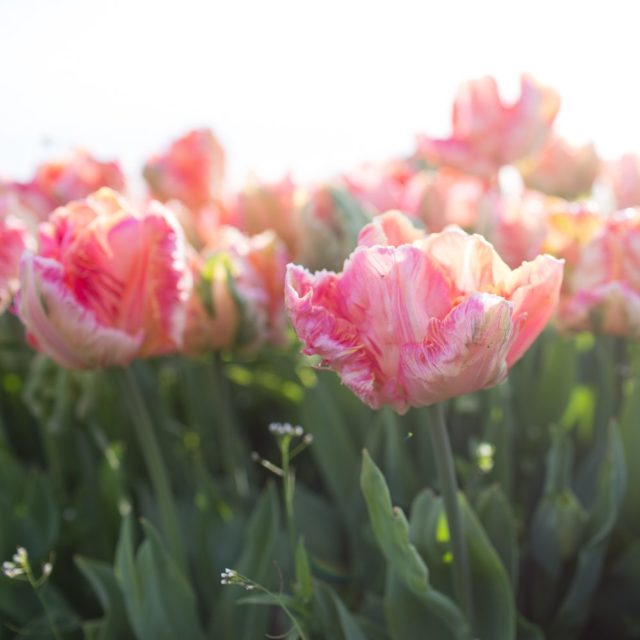 How to Grow Tulips - Floret Flowers