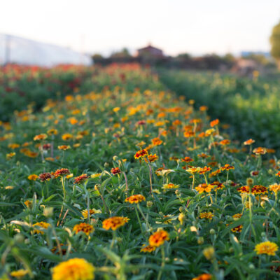 Floret Seeds - Floret Flowers