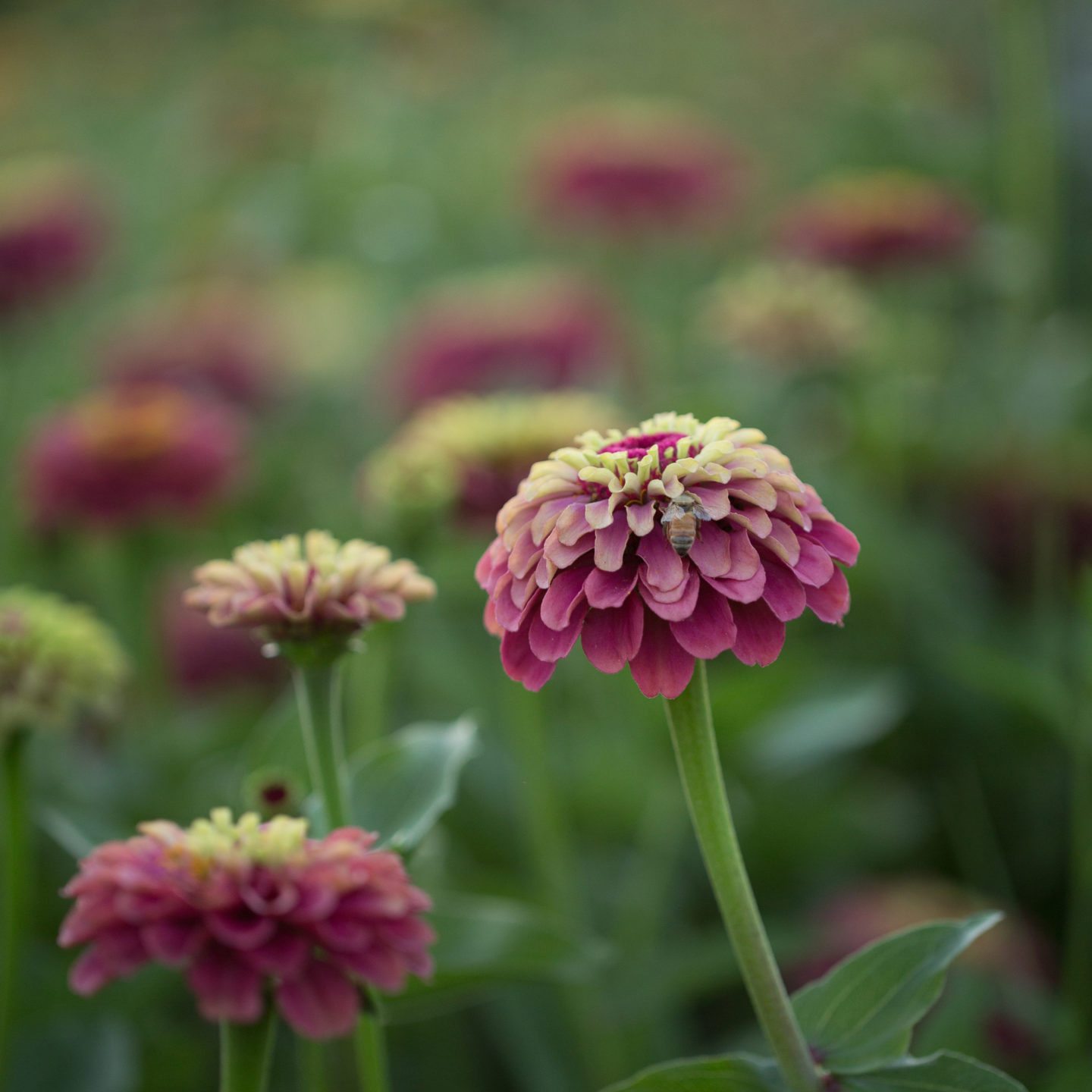 5 Flowers to Sow and Grow Now - Floret Flowers