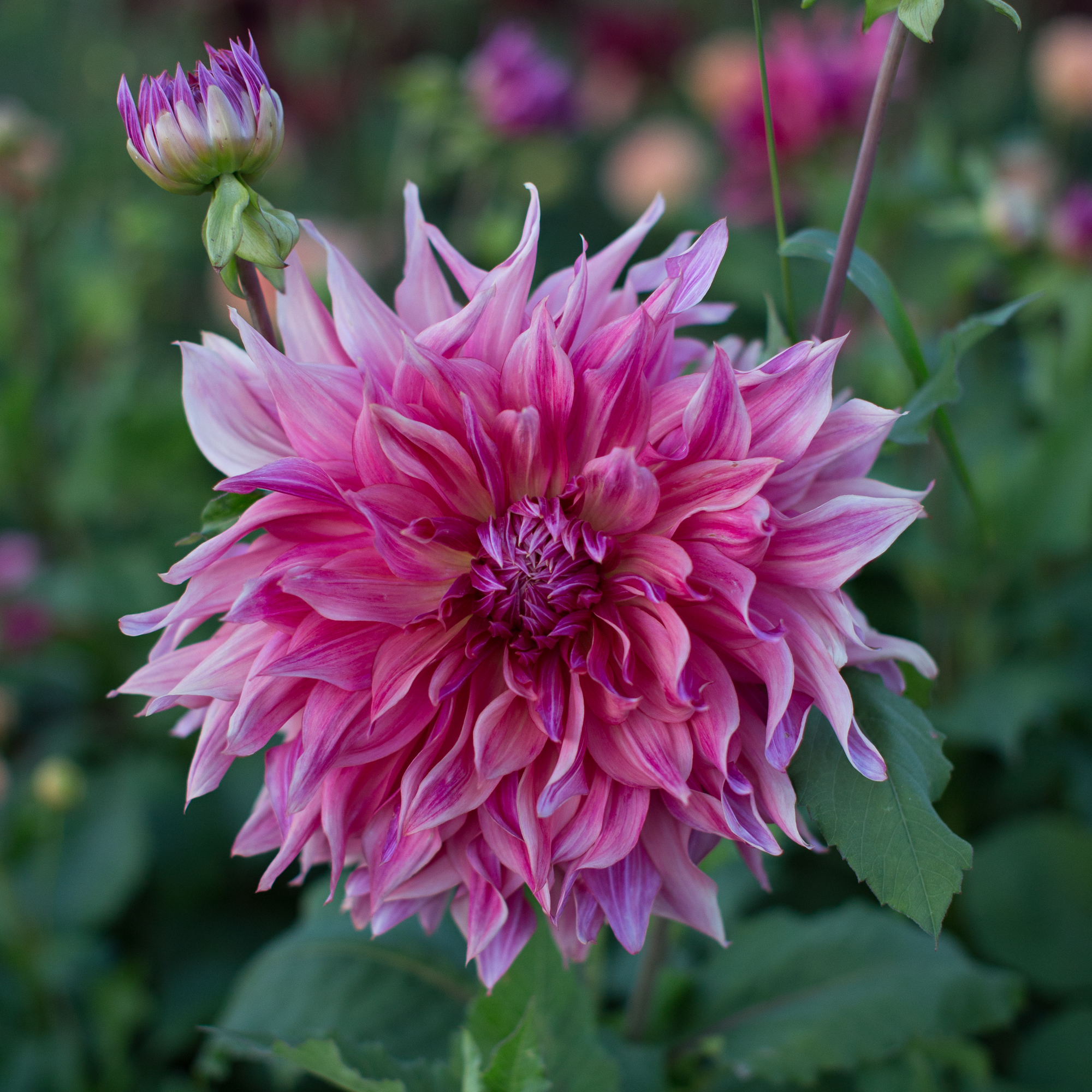 Dahlia Penhill Dark Monarch - Floret Flowers