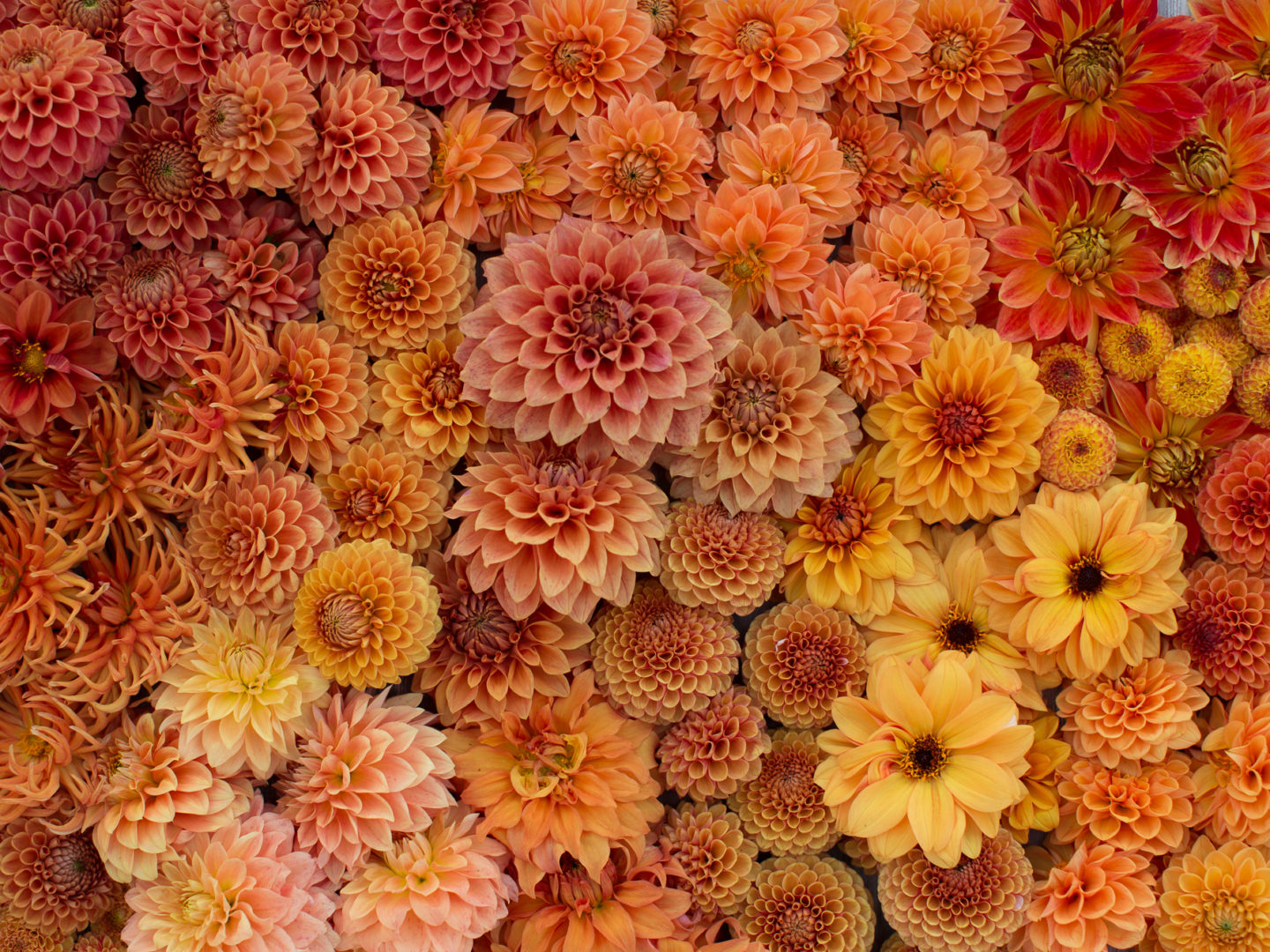 Dahlias - Floret Flowers
