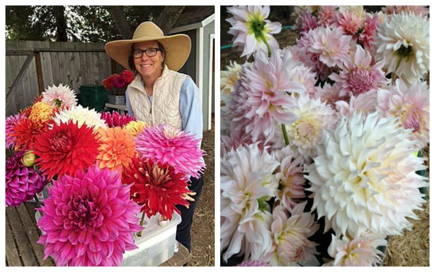 The {Farmer} & the Florist Interview: Kristine Albrecht from Santa Cruz ...