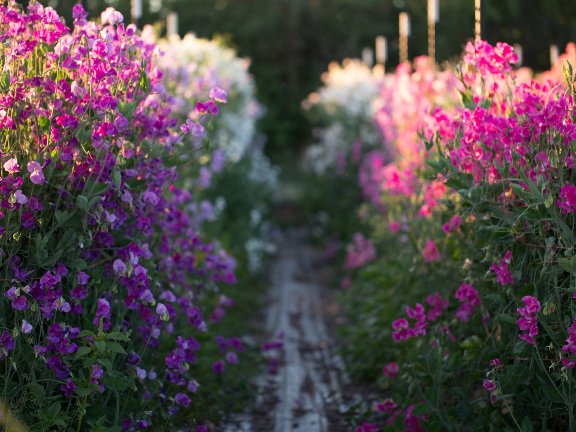 Inspiration - Page 3 of 8 - Floret Flowers