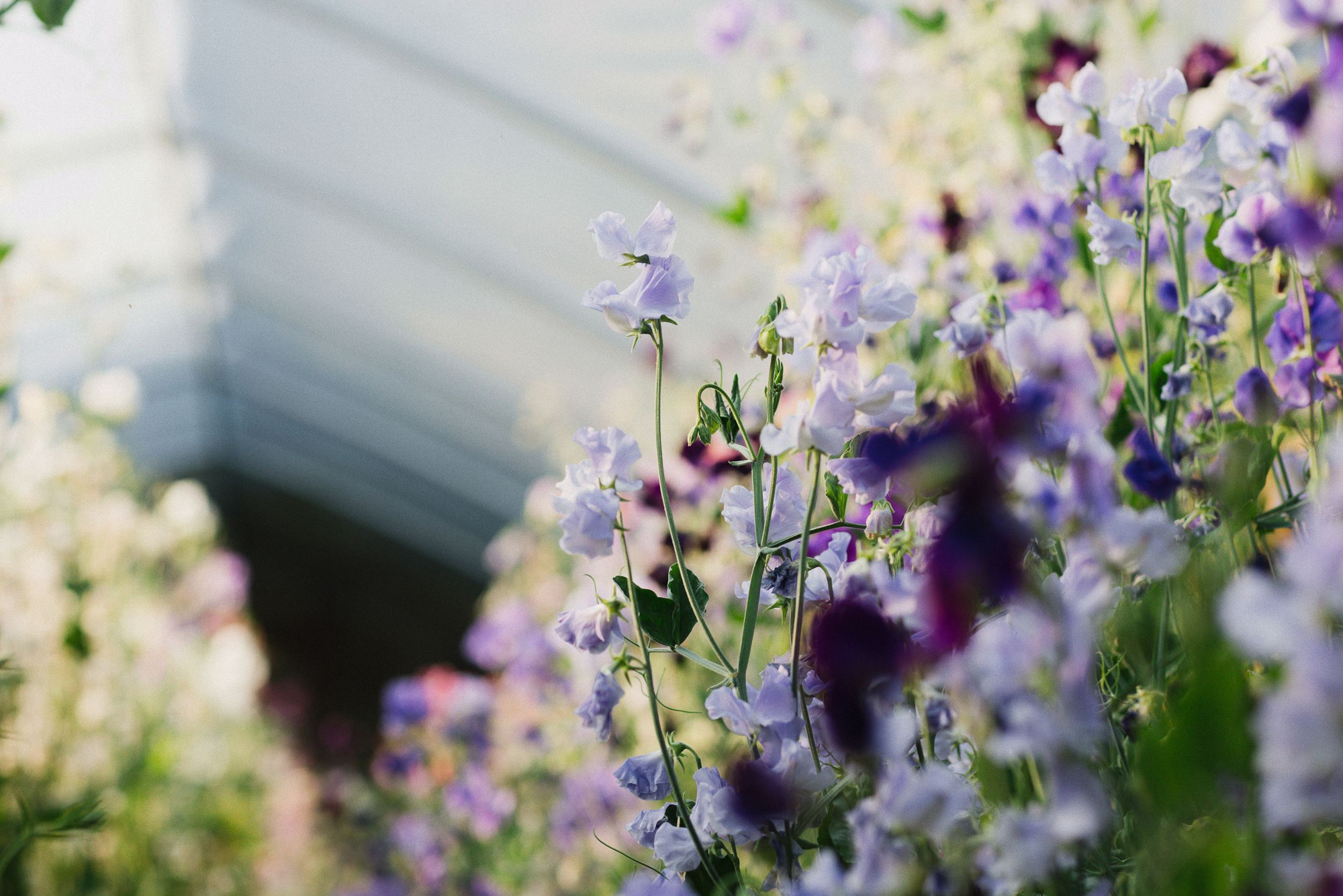 Announcing the Floret Mini Course - Floret Flowers