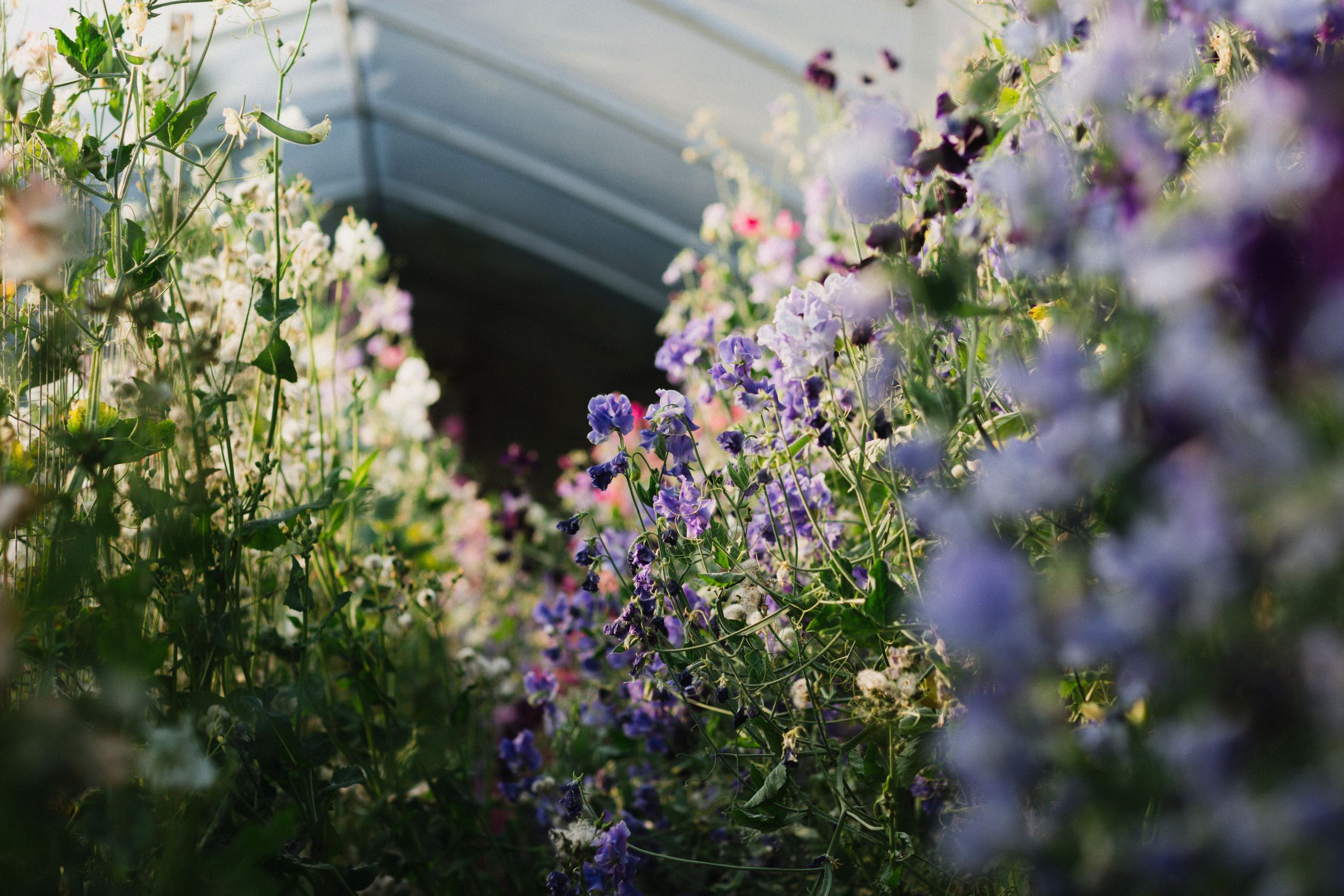 Floret Workshops - Floret Flowers