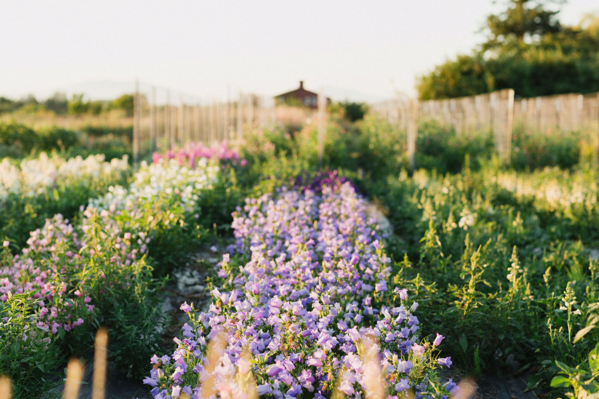 Floret Flowers - We are a small family farm in Washington's Skagit Valley