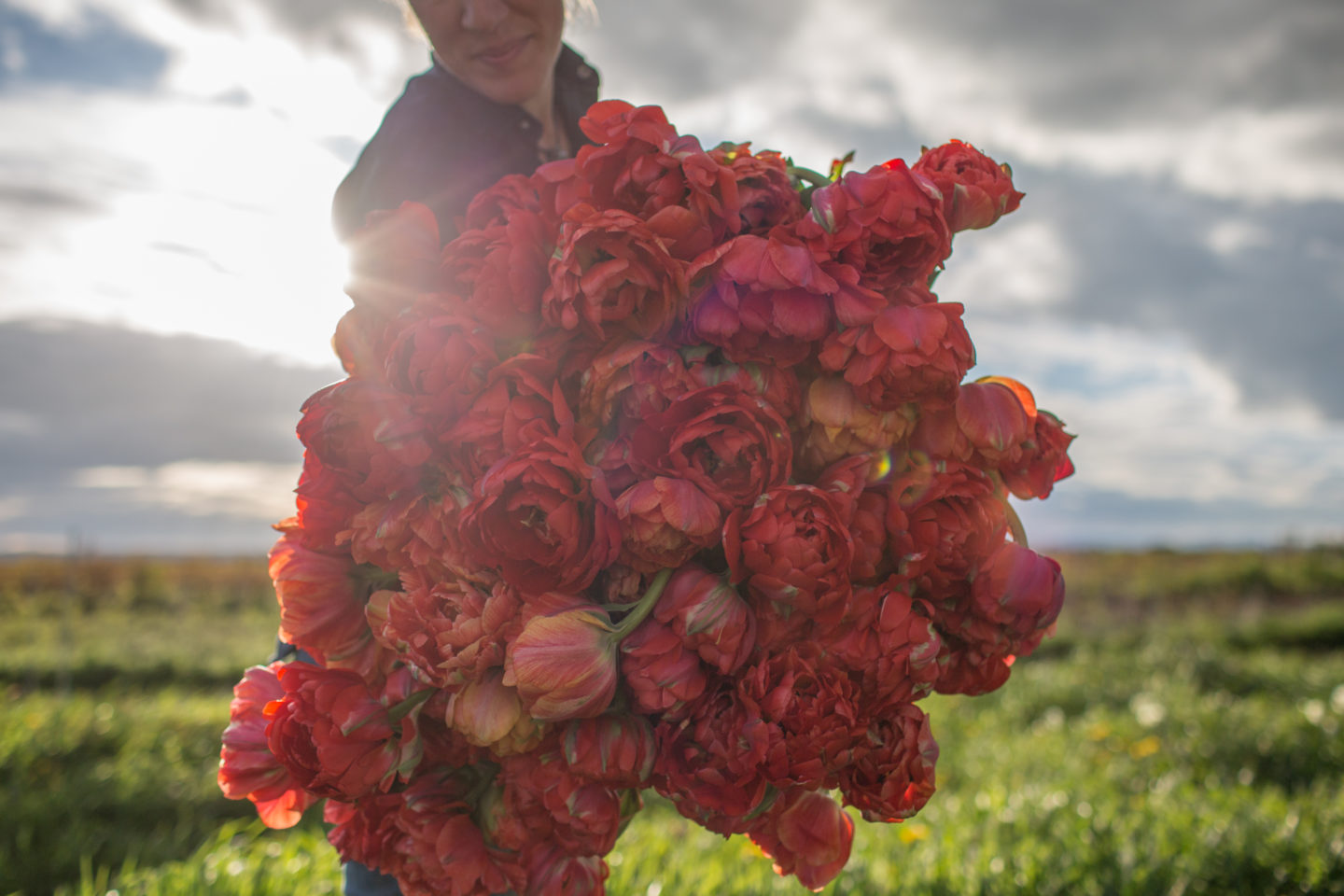 Fall-planted Bulbs for Spring Flowers - Floret Flowers