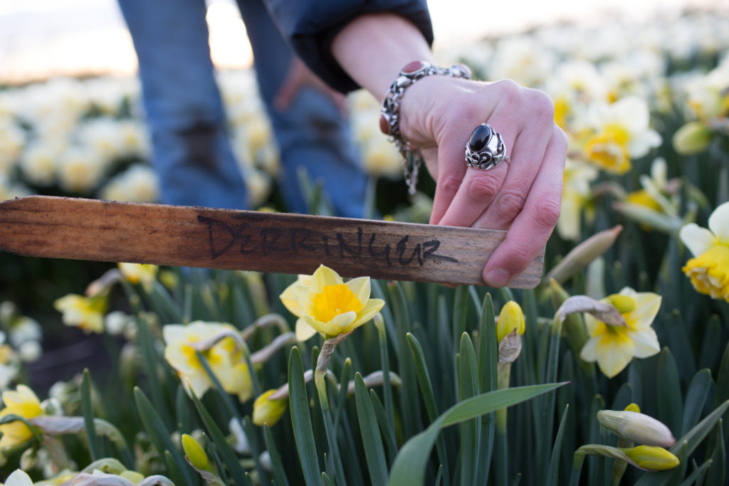 Fall-planted Bulbs for Spring Flowers - Floret Flowers