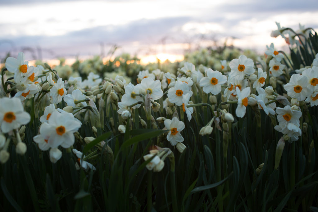 Fall-planted Bulbs for Spring Flowers - Floret Flowers