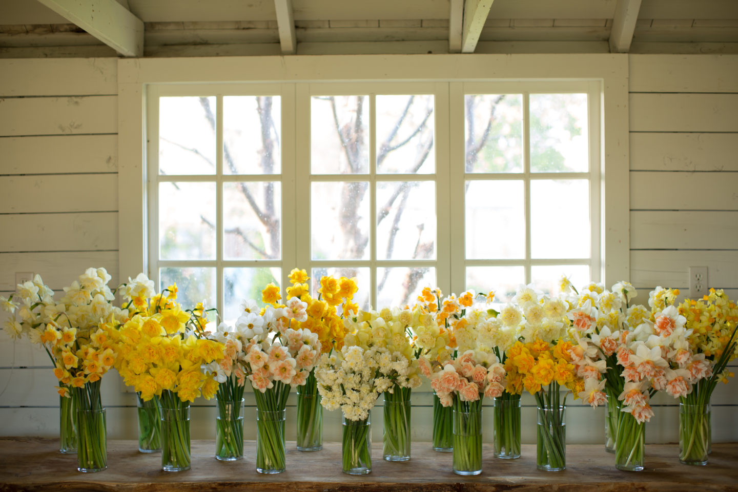 Fall-planted Bulbs for Spring Flowers - Floret Flowers