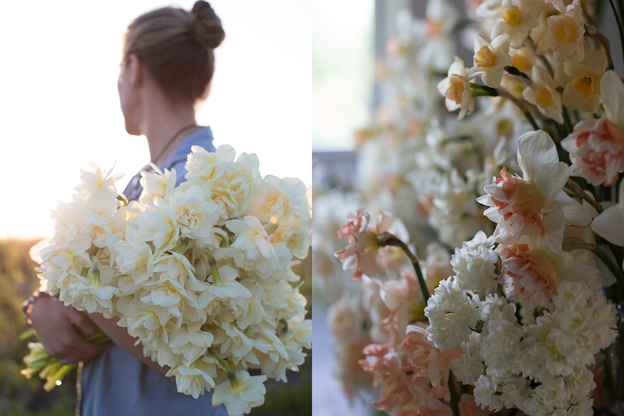 Fall-planted Bulbs for Spring Flowers - Floret Flowers