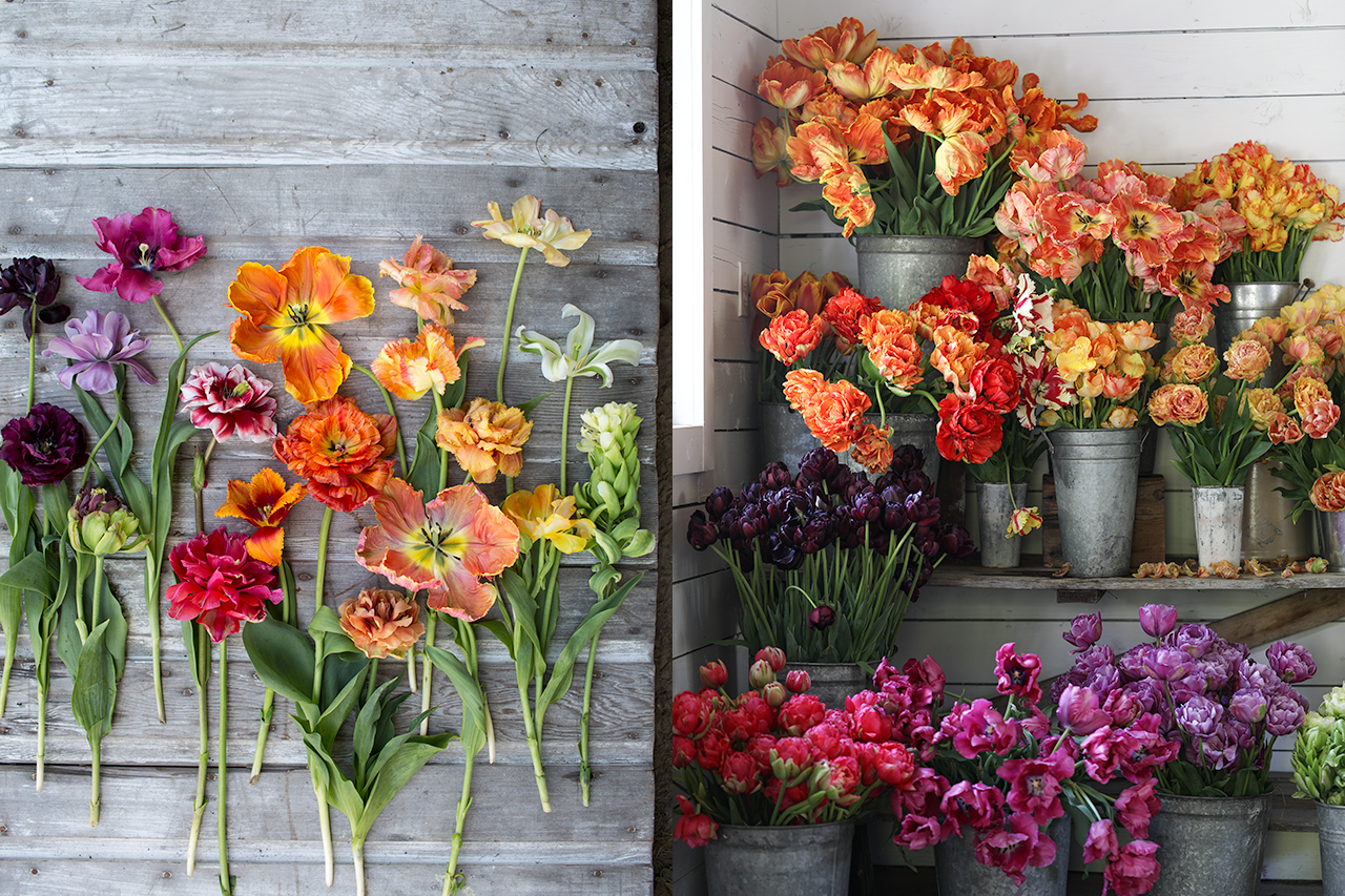 Fall-planted Bulbs for Spring Flowers - Floret Flowers