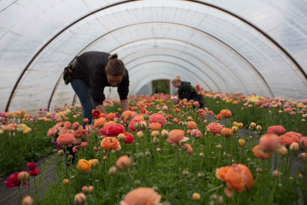 Fall-planted Bulbs for Spring Flowers - Floret Flowers