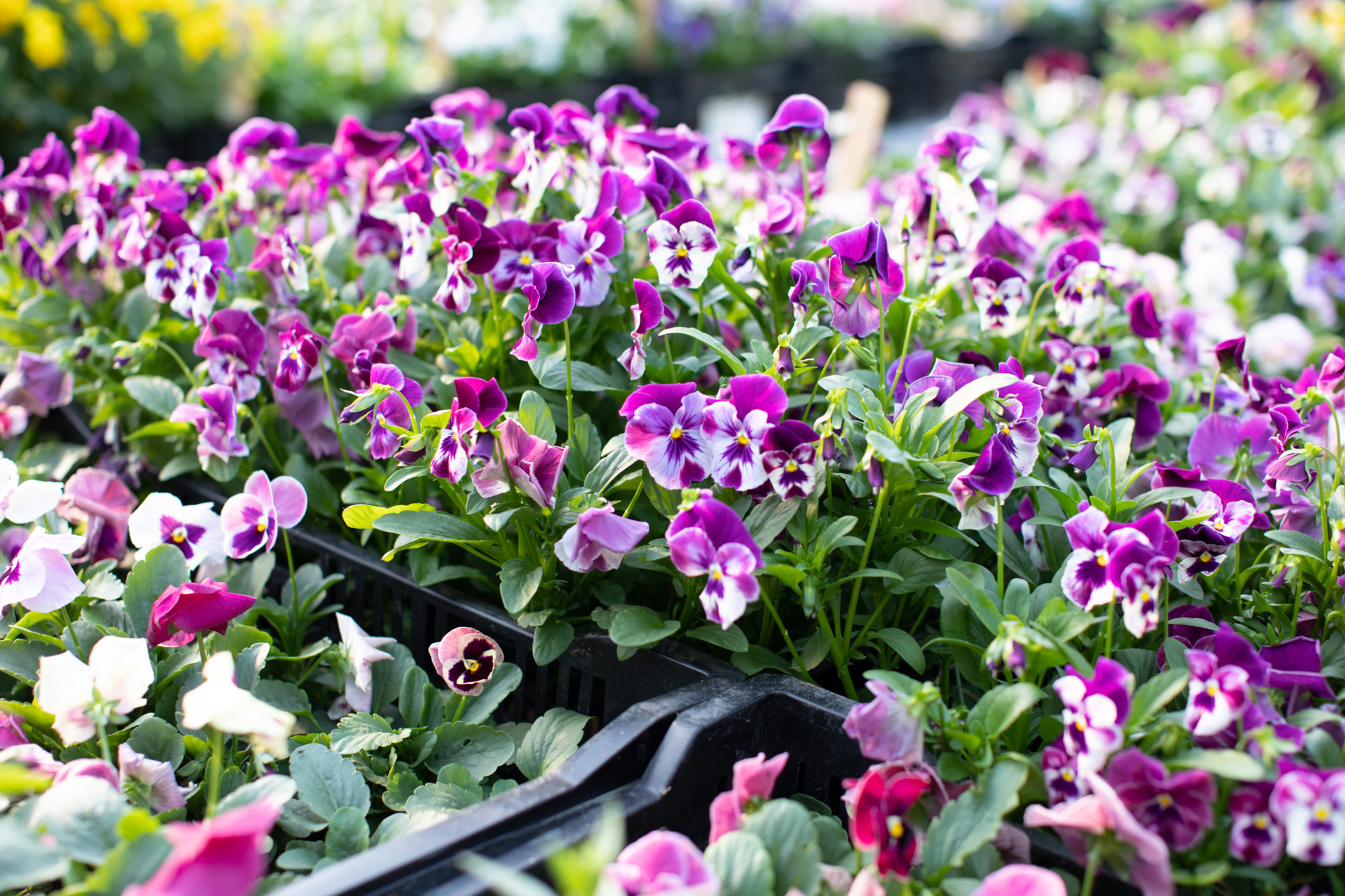 Pansies and Violas for Cut Flowers - Floret Flowers