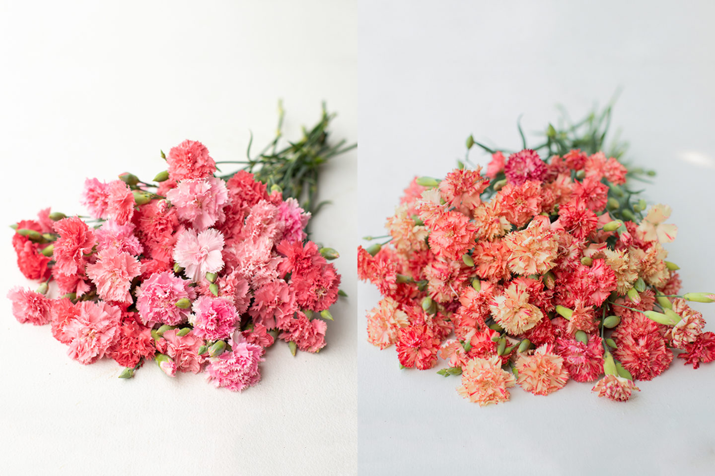 Old-fashioned Carnations for Cutting - Floret Flowers