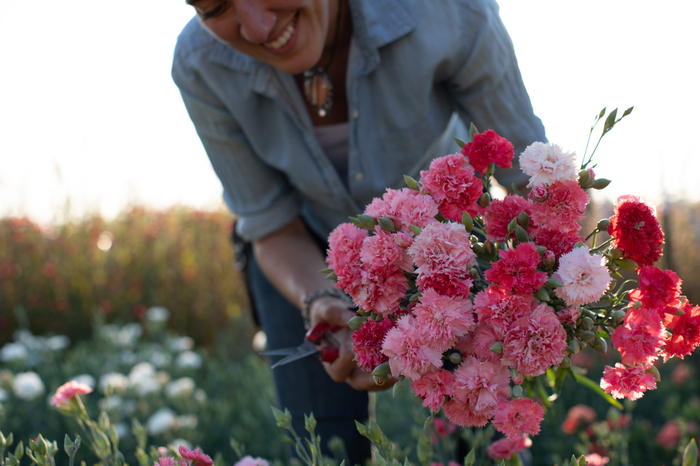 Old-fashioned Carnations for Cutting - Floret Flowers