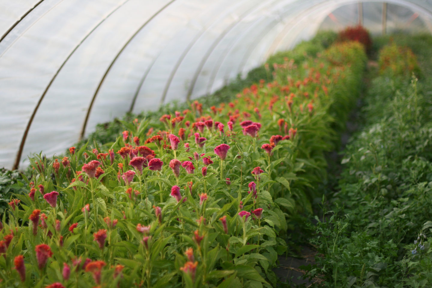 Season Extension - Floret Flowers