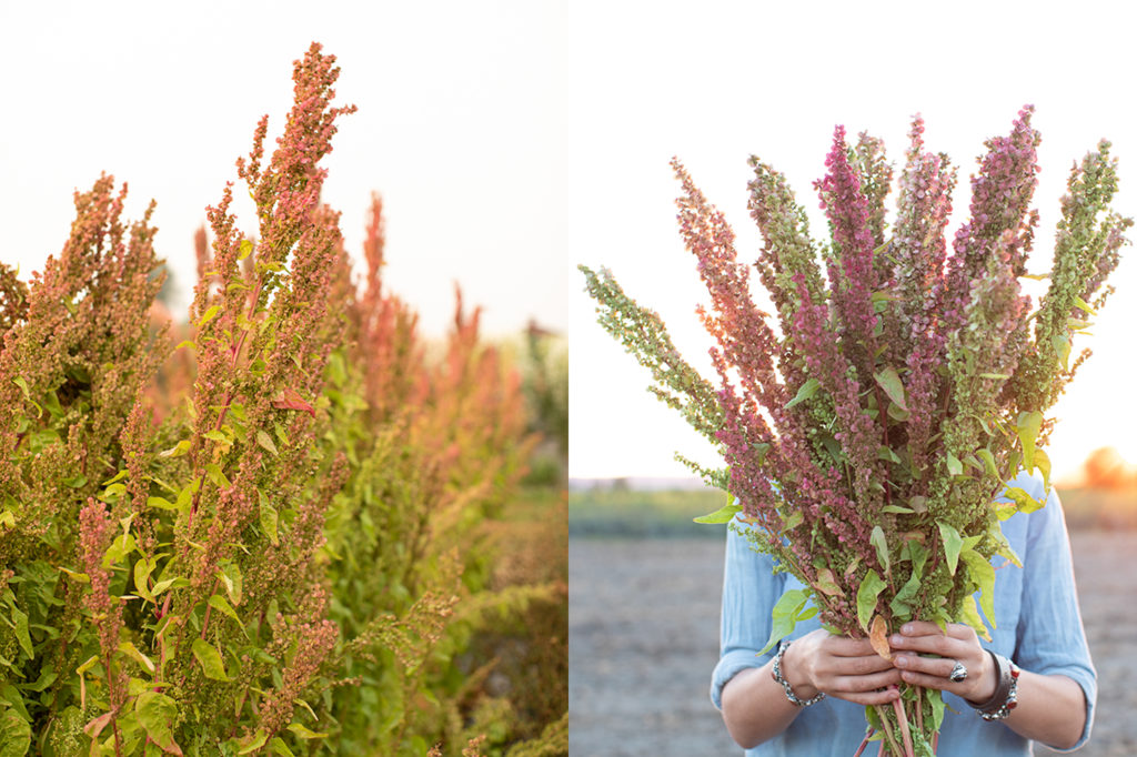 Heat-loving Flowers and Foliage - Floret Flowers