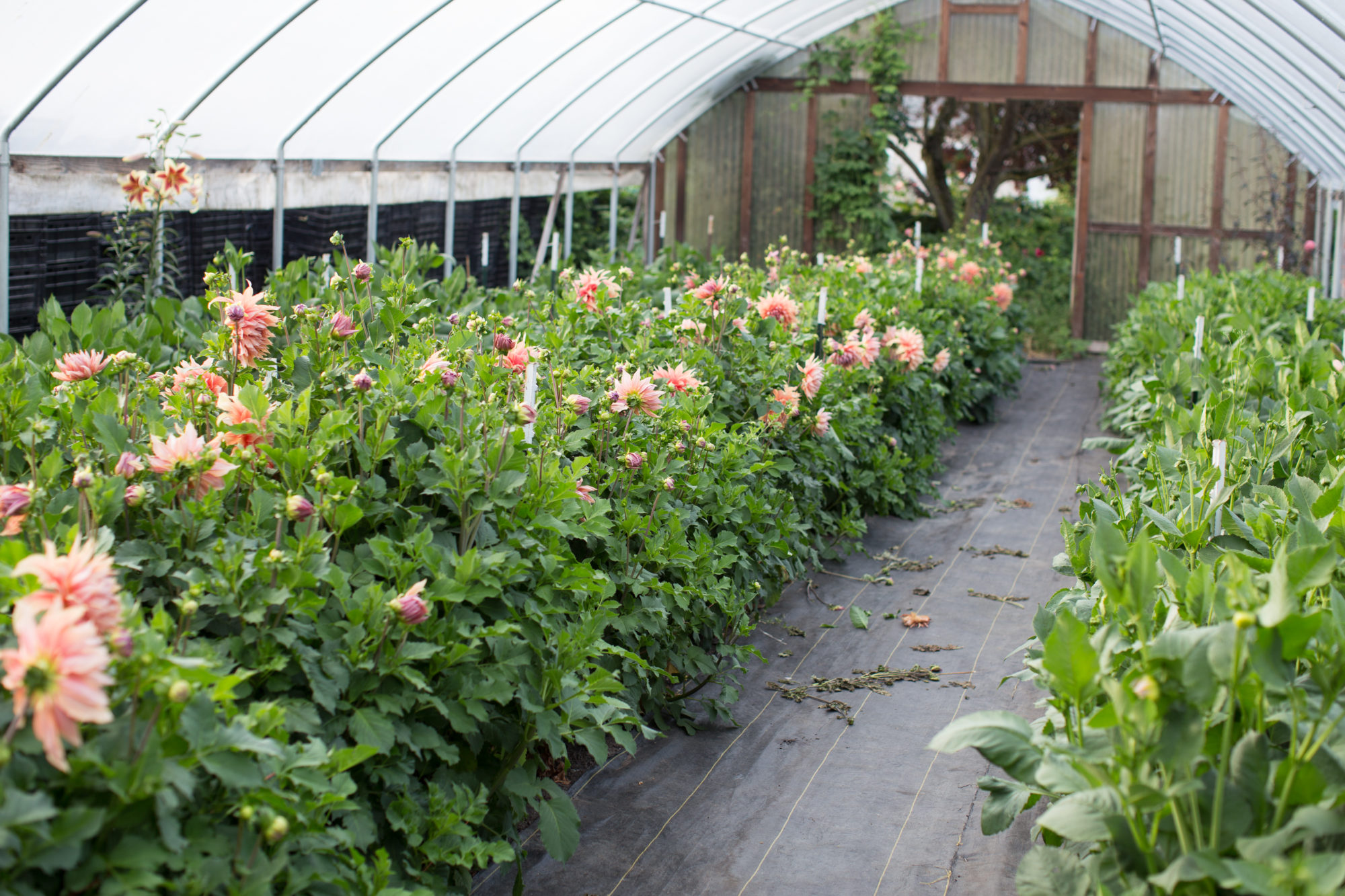 Season Extension - Floret Flowers