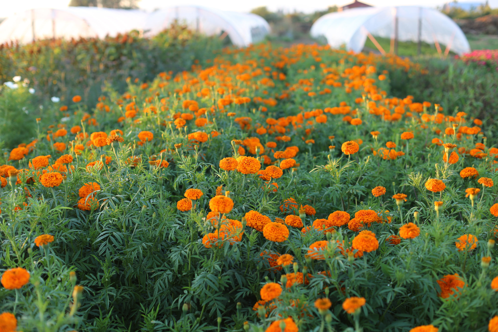 Heat-loving Flowers and Foliage - Floret Flowers
