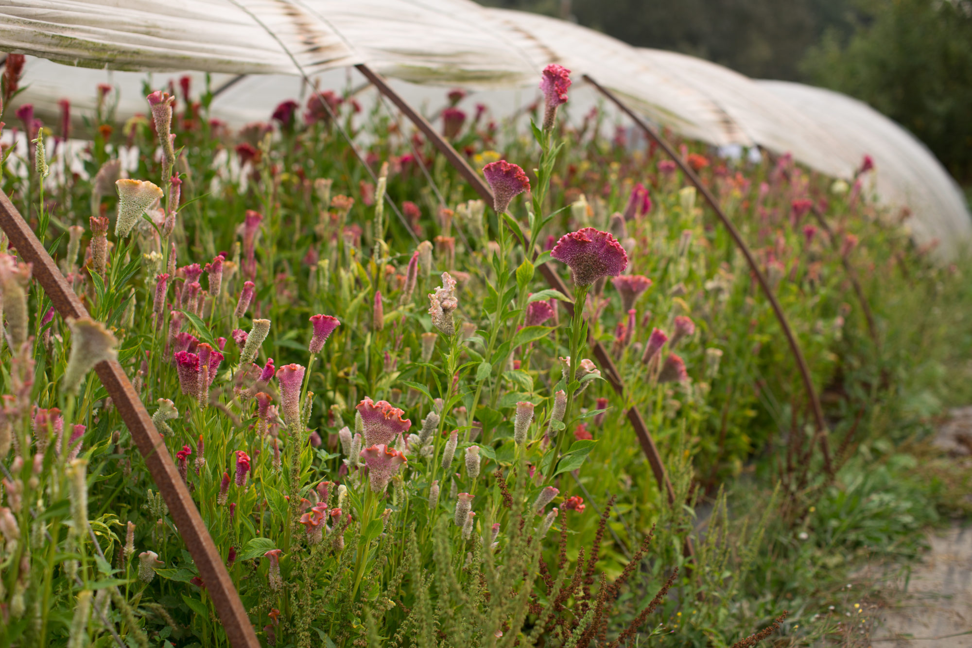 Season Extension - Floret Flowers