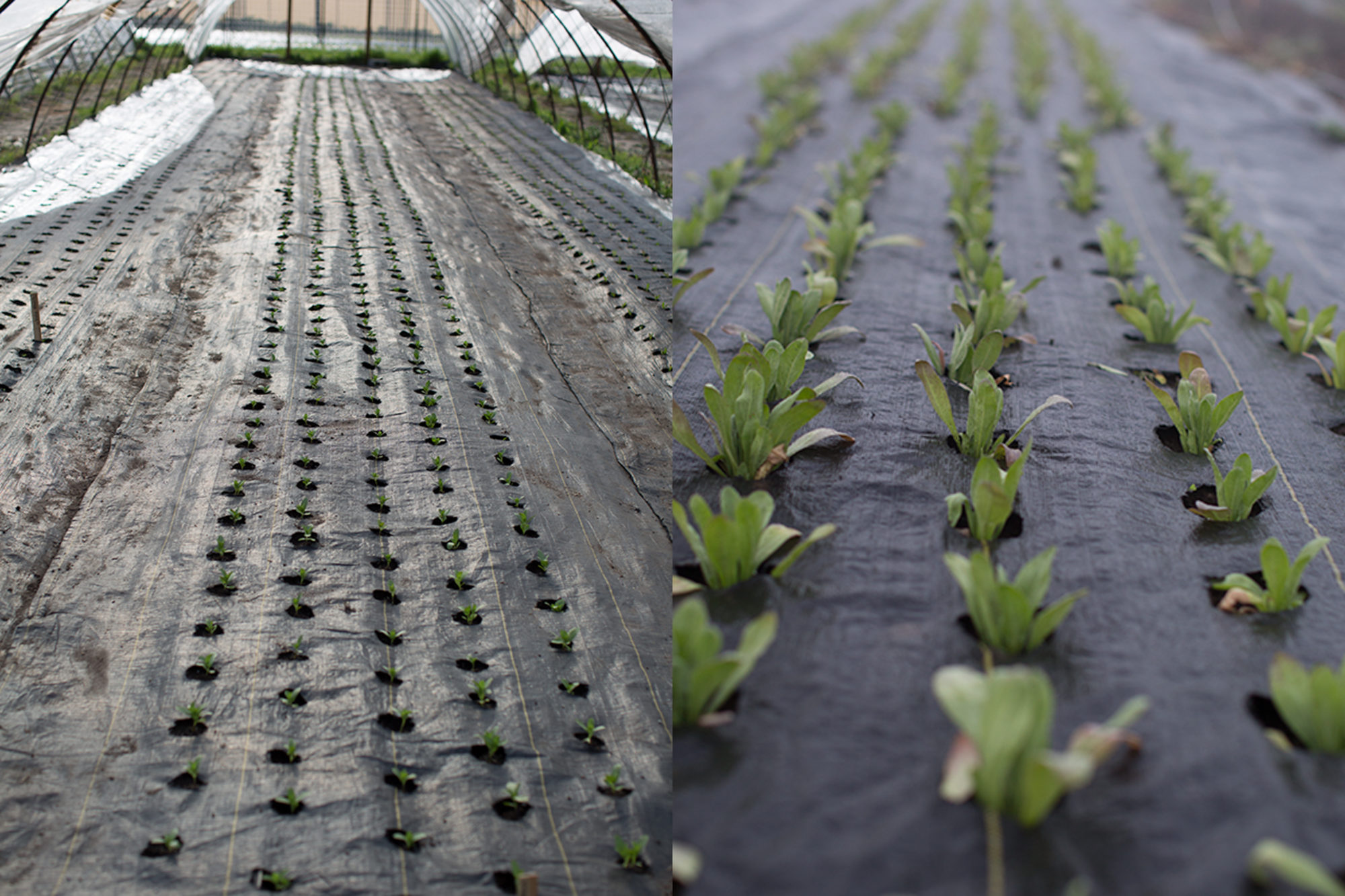 Growing with Landscape Fabric - Floret Flowers