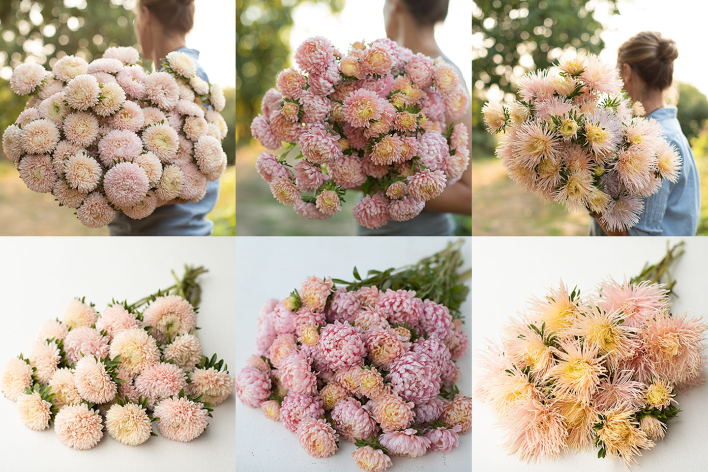 The Amazing World of China Asters - Floret Flowers